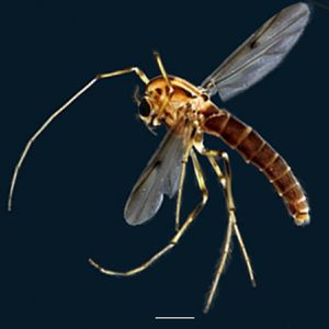 The Biodiversity of Singapore- Kiefferulus sp. "GC10"