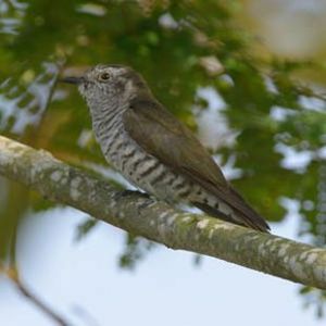 The Biodiversity of Singapore- Chrysococcyx minutillus