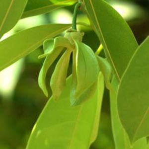 The Biodiversity of Singapore- Artabotrys hexapetalus