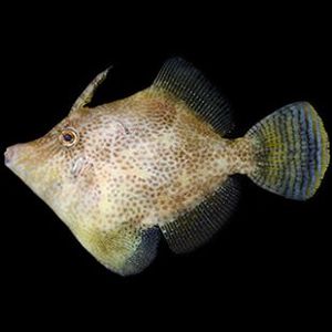 The Biodiversity of Singapore- Monacanthus chinensis