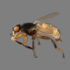 The Biodiversity of Singapore- Coelopidae sp. ZRC_BDP0102622