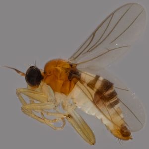 The Biodiversity of Singapore- Hybotidae sp. ZRC_BDP0286885