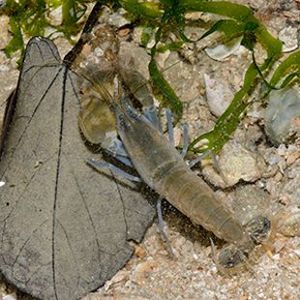 The Biodiversity of Singapore- Alpheidae sp.