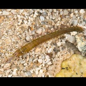 The Biodiversity of Singapore- Eunice sp. SO27