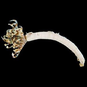The Biodiversity of Singapore- Branchiomma sp. 4714TB2-037