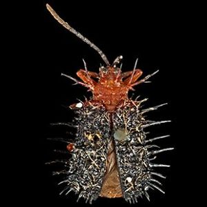 The Biodiversity of Singapore- Dactylispa spinosa