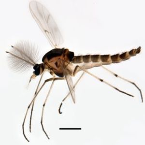 The Biodiversity of Singapore- Procladius sp. "GC48"