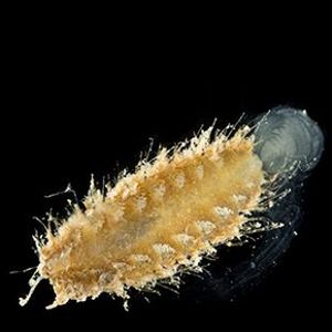 The Biodiversity of Singapore- Aphroditidae sp. 3