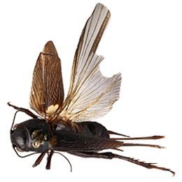 The Biodiversity of Singapore- Gryllus bimaculatus