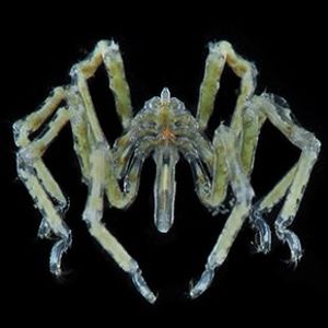 The Biodiversity of Singapore- Pycnogonida sp. 17