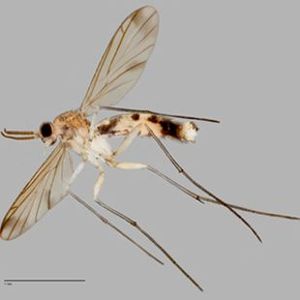 The Biodiversity of Singapore- Proceroplatus sp. ZRCBDP0048602