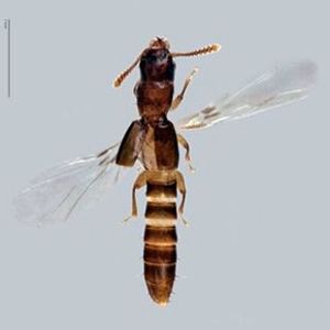 The Biodiversity of Singapore- Lispinus sp. ZRCBDP0058835