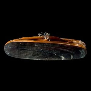 The Biodiversity of Singapore- Lithophaga teres