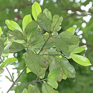 The Biodiversity of Singapore- Garcinia maingayi