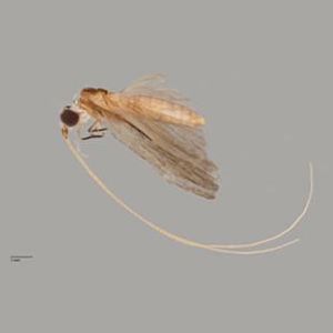 The Biodiversity of Singapore- Dipseudopsidae sp. ZRCBDP0026343 ...