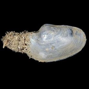 The Biodiversity of Singapore- Lantern shell sp. 2