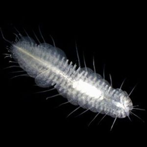 The Biodiversity of Singapore- Polynoidae sp. JS-0611