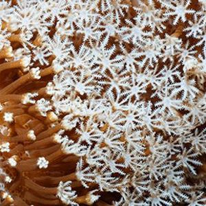 The Biodiversity of Singapore- Sacrophyton sp.