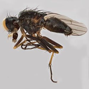 The Biodiversity of Singapore- Calyptratae sp. ZRC_BDP0269375