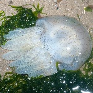 The Biodiversity of Singapore- Catostylus sp.