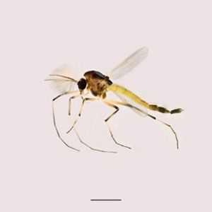 The Biodiversity of Singapore- Dicrotendipes sp. "GC26"