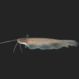 The Biodiversity of Singapore