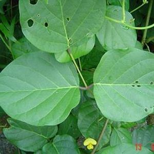 The Biodiversity of Singapore- Vigna marina