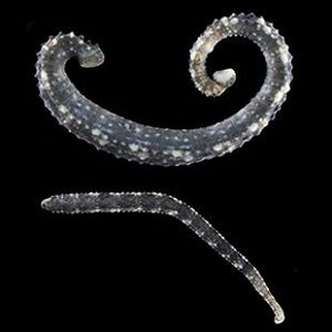 The Biodiversity of Singapore- Hirudinea sp. 6