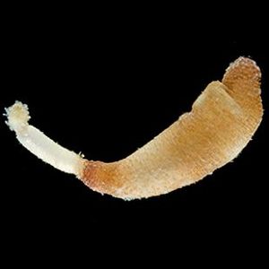 The Biodiversity of Singapore- Peanut worm sp. 16