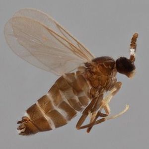 The Biodiversity of Singapore- Scatopsidae sp. ZRC_MIS00007149