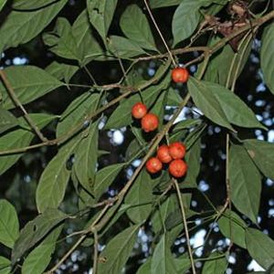 The Biodiversity of Singapore- Baccaurea racemosa