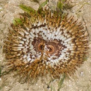 The Biodiversity of Singapore- Sabellidae sp.