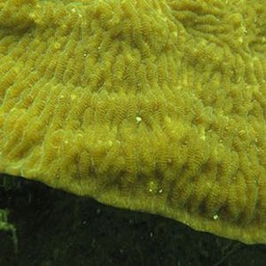 The Biodiversity of Singapore- Merulina ampliata