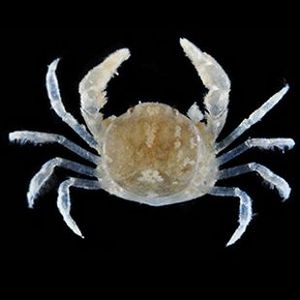 The Biodiversity of Singapore- Pinnotheres sp.