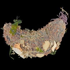 The Biodiversity of Singapore- Thyone sp. JS-2783