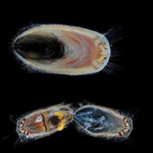 The Biodiversity of Singapore- Lingula sp.