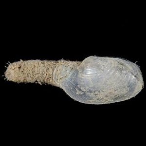 The Biodiversity of Singapore- Lantern shell sp. 1