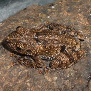 The Biodiversity of Singapore- Theloderma horridum