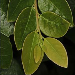 The Biodiversity of Singapore- Breynia racemosa