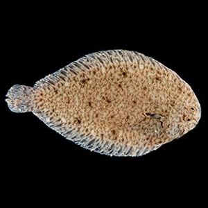 The Biodiversity of Singapore- Soleidae sp. SEA-7221