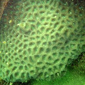 The Biodiversity of Singapore- Favites halicora