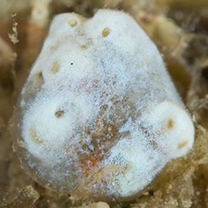 The Biodiversity of Singapore- Colonial ascidian sp. 39