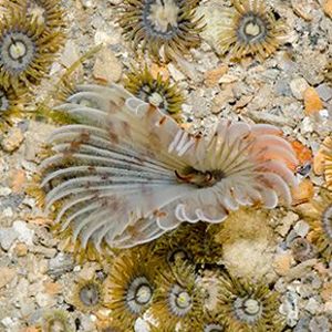 The Biodiversity of Singapore- Sabellidae sp.