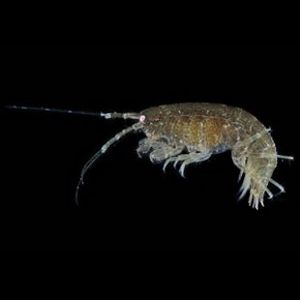 The Biodiversity of Singapore- Amphipoda sp. 41