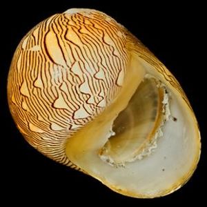 The Biodiversity of Singapore- Clithon oualaniense
