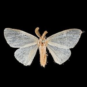 The Biodiversity of Singapore- Leucoma sp.