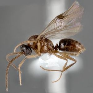 The Biodiversity of Singapore- Anochetus graeffei sp. complex ZRC ...