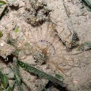 The Biodiversity of Singapore- Ceriantharia sp.