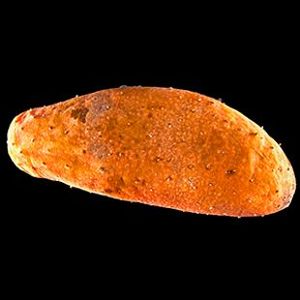 The Biodiversity of Singapore- Actinopyga sp. SS-2385