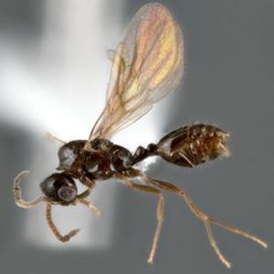 The Biodiversity of Singapore- Monomorium cf. sp. 1_SKY